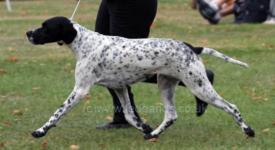 National Gundog 2011 > Open Bitch >> Sh Ch Sharnphilly Complimentary