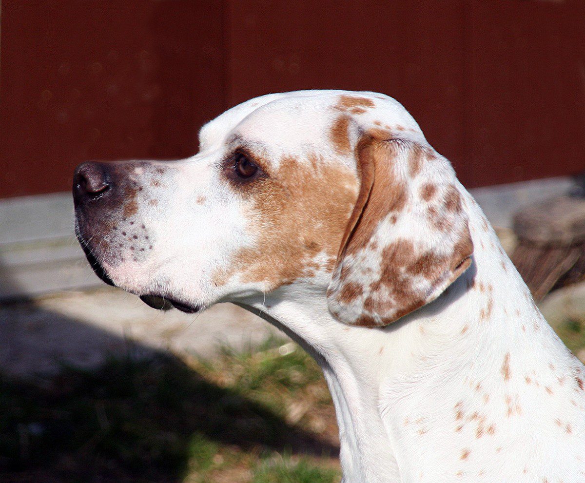 Ledgands Pointers - The UKs no1 English Pointer Showcase since 1998