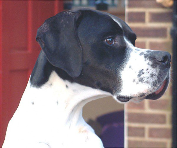 Ledgands Pointers - The UKs no1 English Pointer Showcase since 1998